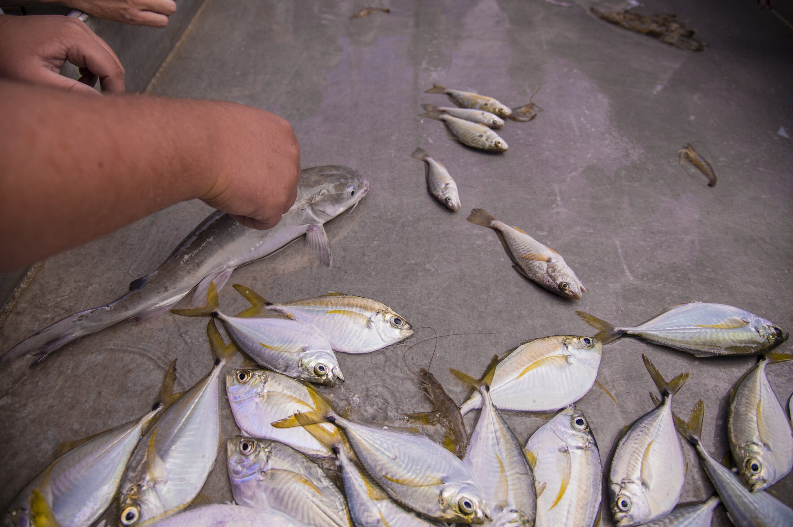 Dauphin Island Sea Lab 2021 - www.shc.edu
