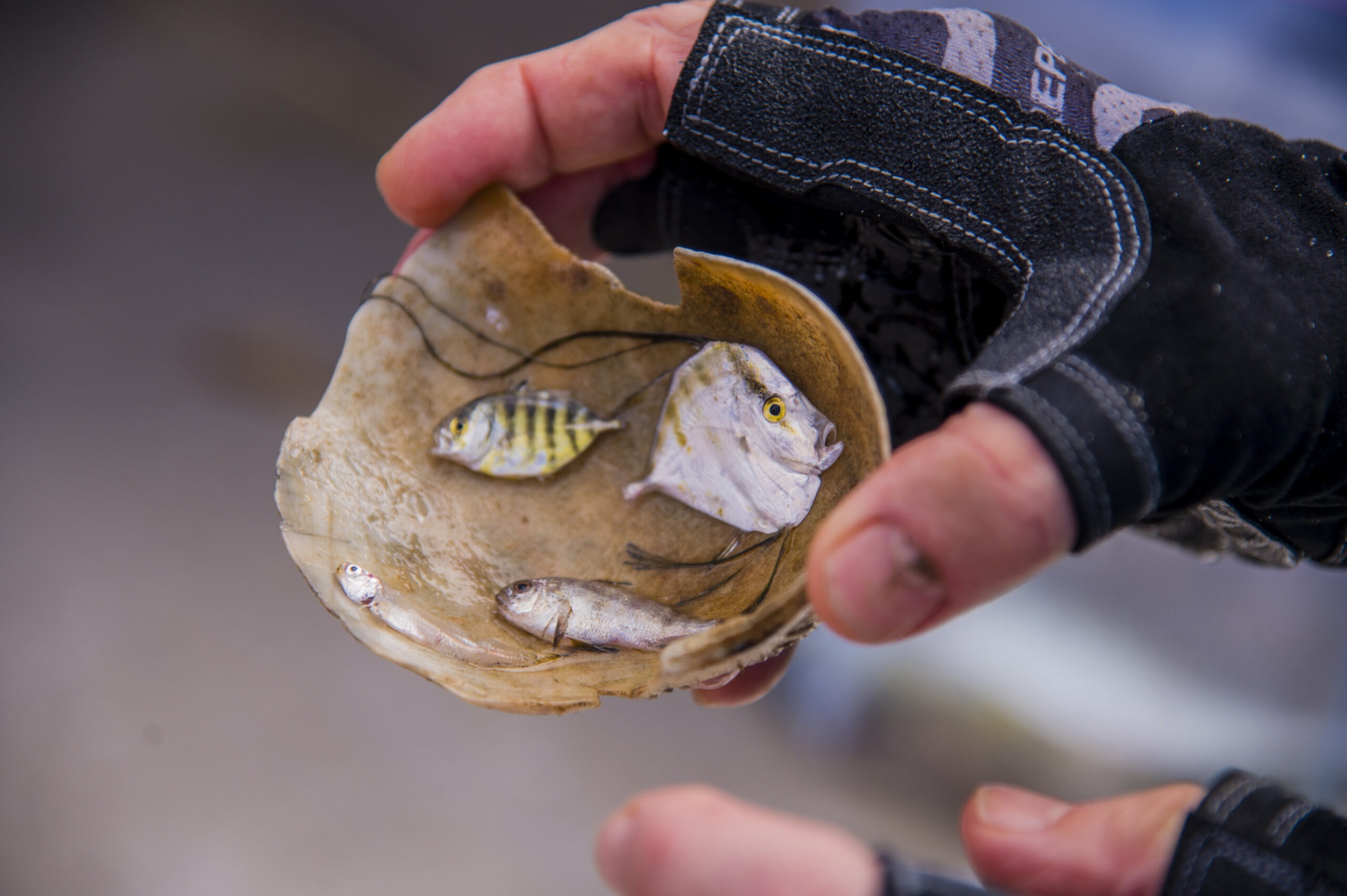 Dauphin Island Sea Lab 2021 - www.shc.edu