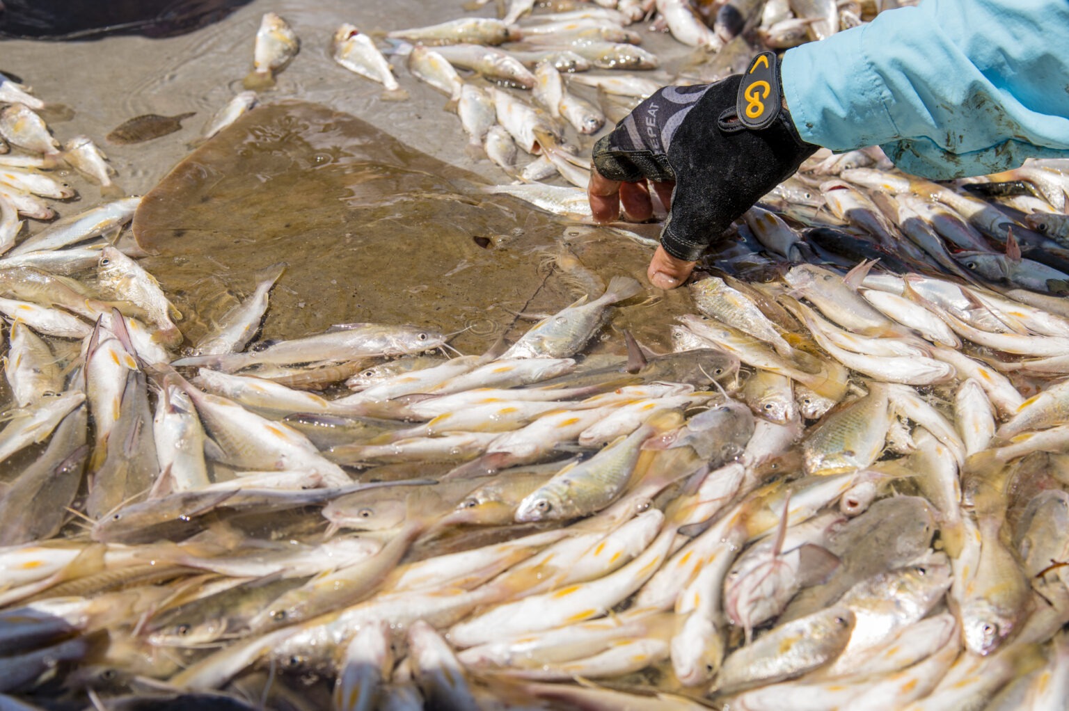 Dauphin Island Sea Lab 2021 - www.shc.edu